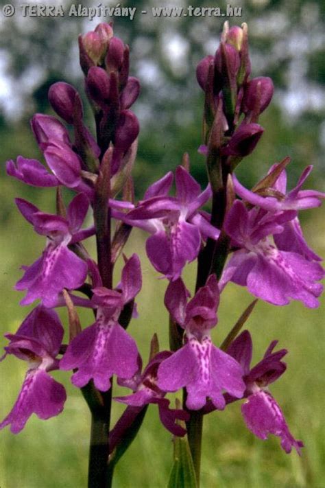 Terra Alapítvány Orchis Laxiflora Lam Mocsári Kosbor