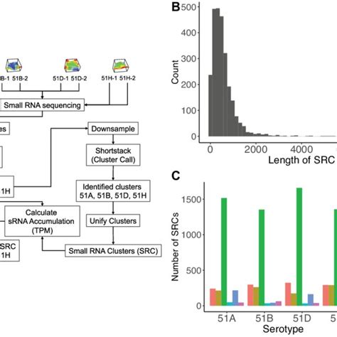 Graphical Representation Of Sirna Molecule A Sirna Duplex With Download Scientific Diagram