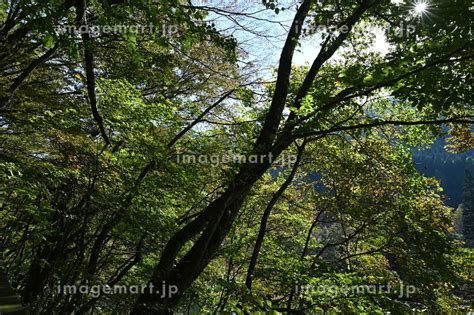 緑の森の写真素材 272322938 イメージマート