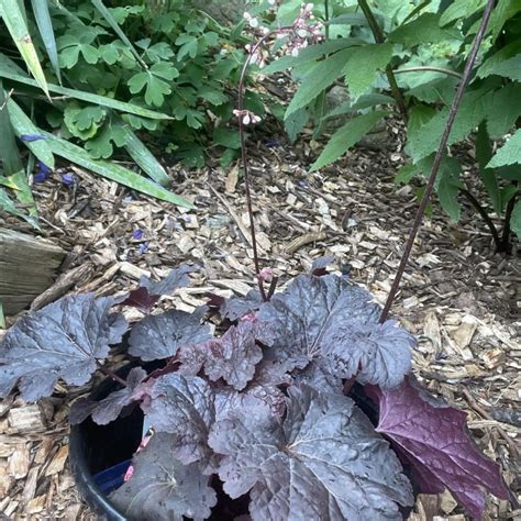 Heuchera Cajun Fire Knippel Garden Centre