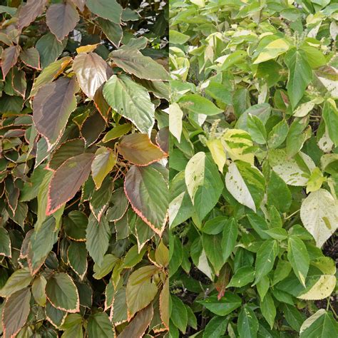 Acalifa Acalypha Wilkesiana