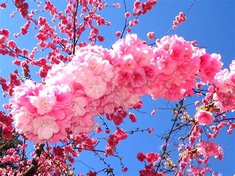春暖花開花團錦簇梅花櫻花桃花杏花梨花李花傻傻分不清 每日頭條