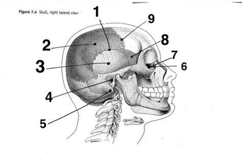 Skull Bones Flashcards Quizlet