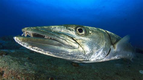 10 Types Of Barracuda In The World S Ocean American Oceans