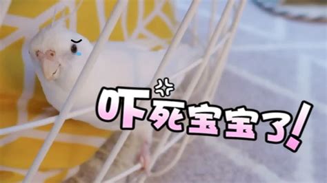 一只虎皮就可以吊打两只玄凤吓得玄凤自己关自己 YouTube