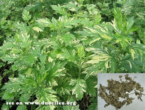 Mugwort Leaf Aiye Artemisia Argyi Folium Artemisiae Argyi