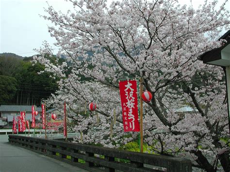 1040 大沢桜祭り 松崎町