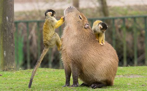 Animals Sitting On Capybaras Squirrel Monkeys Sitting On A Capybara