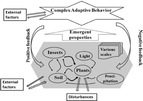 Simplified Diagram Depicting Forests As Complex Adaptive Systems
