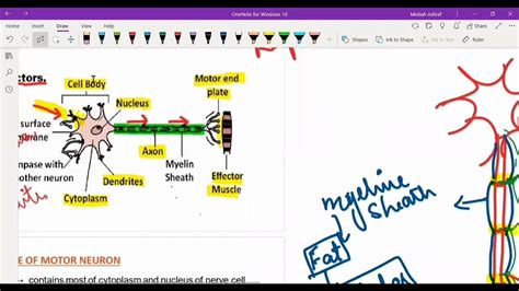 Structure Of Neuron Igcse O Level Biology Lecture 1 Youtube