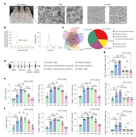 纳米人 Nature Nanotechnology：细菌衍生的纳米囊泡通过训练免疫增强肿瘤疫苗接种