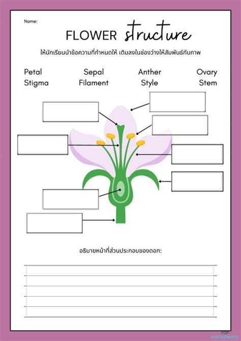 ใบงานส่วนประกอบของดอก ใบงานเชิงโต้ตอบ Topworksheets