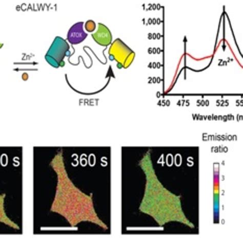 Fret And Bret Sensors For Intracellular Imaging