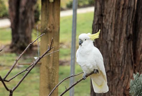 Why Do Cockatoos Headbang Featherland Bird Cage