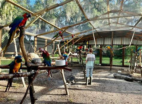 Ruffled Feathers Parrot Rescue And Sanctuary Inc Ruffled Feathers