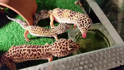 Семья милых гекконов эублефаров на водопое Youtube
