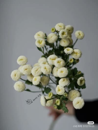 花花 高清图片，堆糖，美图壁纸兴趣社区