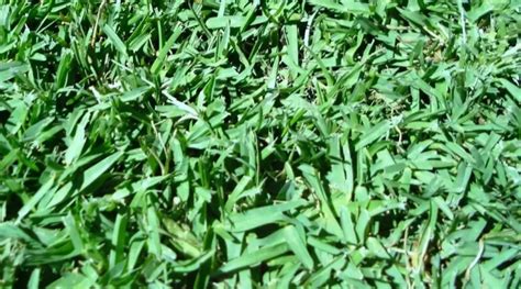 Relva Escalracho O Segredo Para Um Jardim Sempre Verde Top Dicas