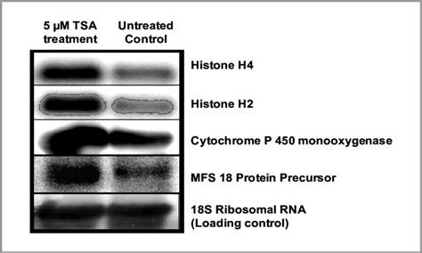 10 Northern Confirmation On Selected Array Clones Modulated By Tsa Download Scientific Diagram