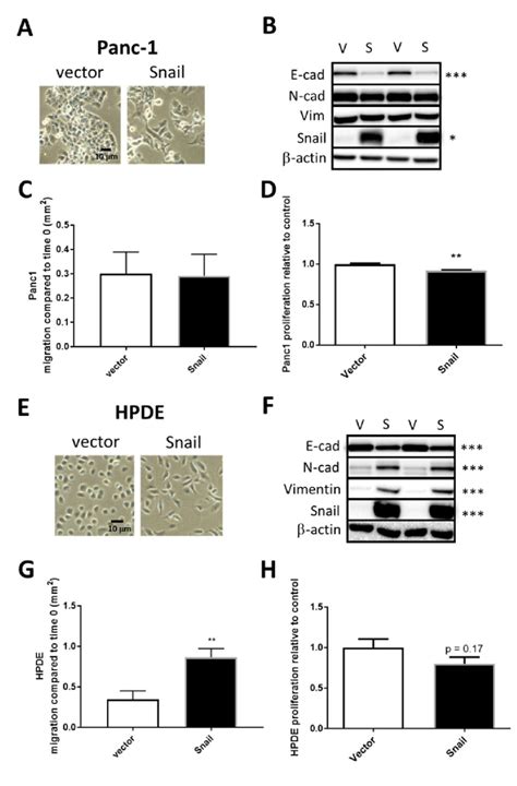 Snail Overexpression Induced Emt In Panc1 A D And Hpde E H Cells