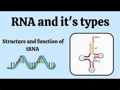 Rna Structure And Function Causes, Functions, And Therapeutic