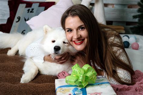 흰색 스타킹에 아름 다운 여자는 새 해 크리스마스 장식의 배경에 대 한 개 안 아 Samoyed 및 침대에 아름 다운 젊은 여자 가정 생활에 대한 스톡 사진 및 기타 이미지