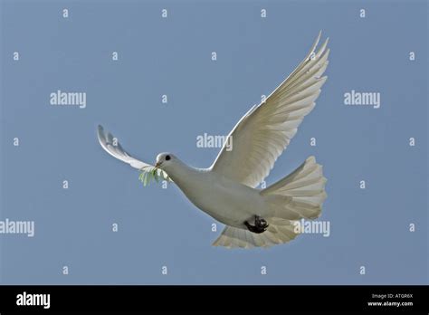 Colombe Blanche Colombe De La Paix Columba Sp Battant Avec Rameau