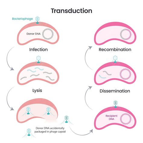 Premium Vector Horizontal Gene Transfer Via Transduction Vector