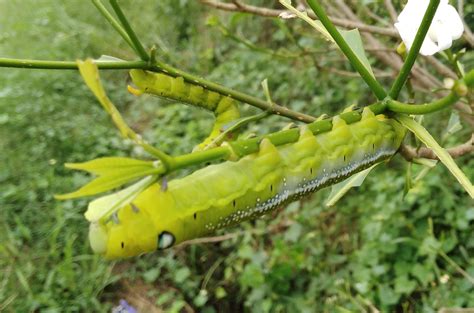 මේ දළඹුවා මොකාද වරුවෙන් වතුසුදු ගහක් කාලා ඉවර කරලා Elakiri