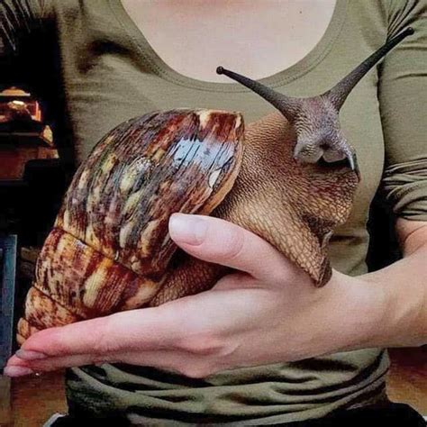 Раковина размером с кулак 10 интересных фактов про гигантскую ахатину Популярная наука Дзен