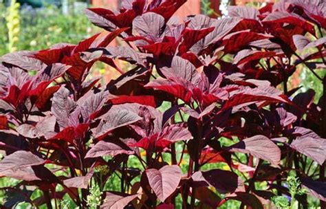 معرفی ۱۸ گونه گل یاس و شرایط نگهداری آن ها در باغچه و گلدان ستاره