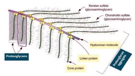 5 Cellular Adhesion And The Extracellular Matrix Pptx