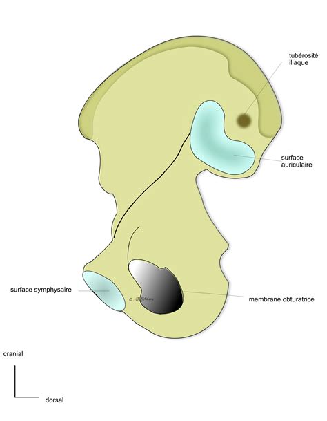 Anatomiepelvis Articulation Sacro Iliaque