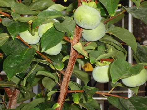 Forum Persimmon Fuyu Vs Jiro