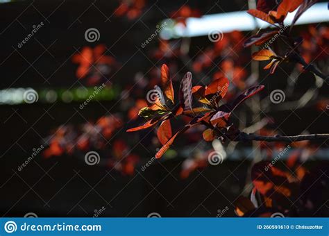 The Tree With Red Leaves On The Branches Stock Photo Image Of Dark Spring 260591610