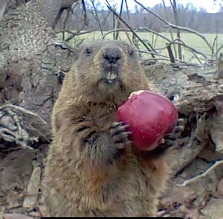 Chunk The Famous Groundhog From Delaware