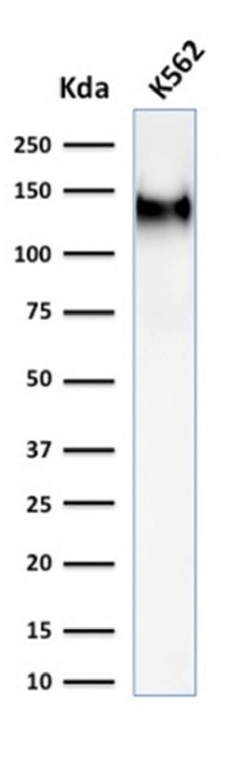 Cd43 Recombinant Monoclonal Antibody Rspn 1094 6693 Msm8 P0