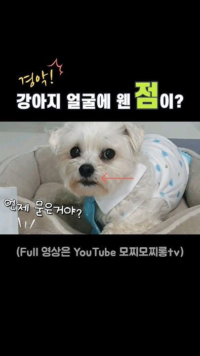 아내의유혹 강아지ver Shorts 강아지진드기 Youtube
