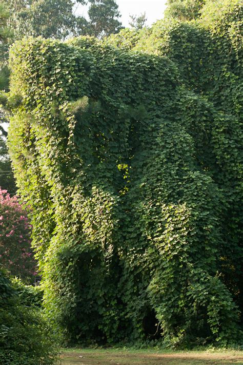 Globular Stink Bug Invasive Nature Closeups