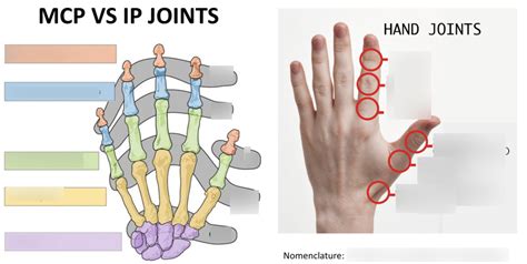 1 Mcp Vs Ip Joints Diagram Quizlet