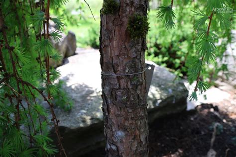 Japonski Macesen Stiff Weeper Arboretum