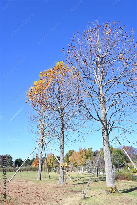 American Tulip Tree Liriodendron Tulipifera Magnoliaceae Deciduous