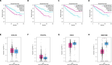 Kaplanmeier Survival Analysis And Gene Expression Analysis Of