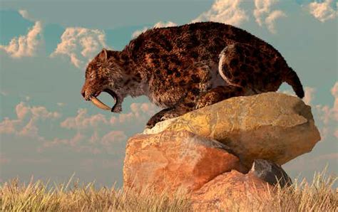 Sabertooth Cat Skull Newly Discovered In Iowa Reveals Details About