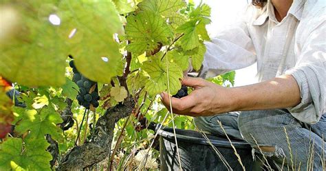Agricoltura Ifad Innovation Day è Opportunità Per Trasformare Vita