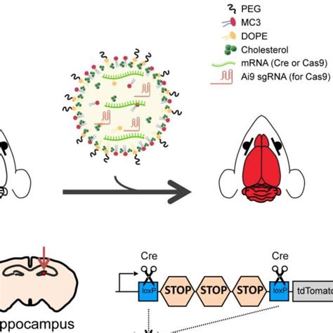 Somatic Cell Genome Editing Consortium On Linkedin Genomeediting