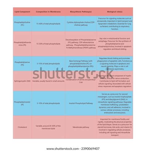 Table Showing Phospholipids Types Membrane Composition Stock Vector Royalty Free