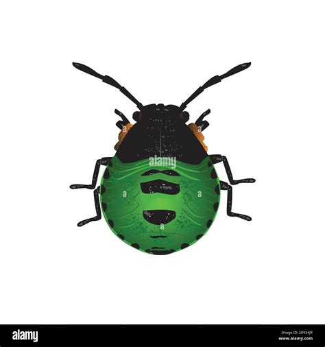 Shield Bug Top View Stock Vector Images Alamy