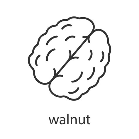 Walnut Linear Icon Thin Line Illustration Contour Symbol Vector Isolated Outline Drawing