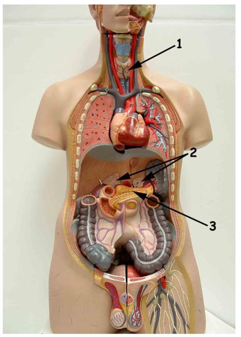 Endocrine Pt 2 Diagram Quizlet